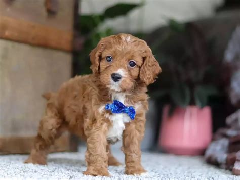 Toy Cavapoo Guide 101 How Big Do They Really Get
