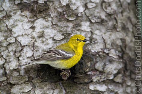Pine Warbler In A Pine Tree — Nature Photography Blog