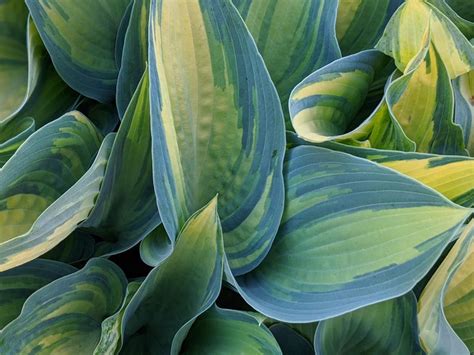 Hosta June Etsy