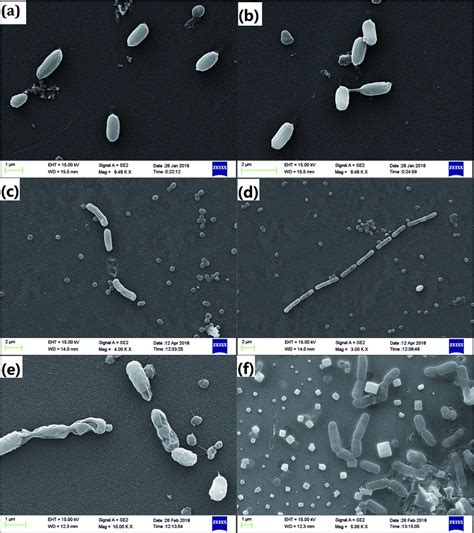 Morphology Alcaligenes Faecalis Characteristics Complete Genome