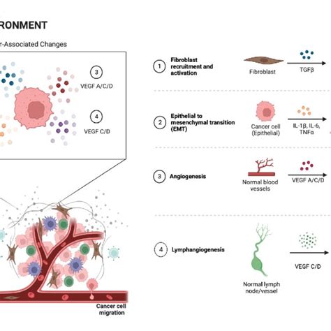 The Tumor Microenvironment Processes Created Using