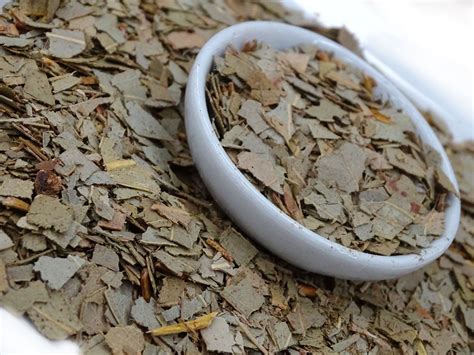 Buy Eucalyptus Tea Online Tea Life Australia Tea Life