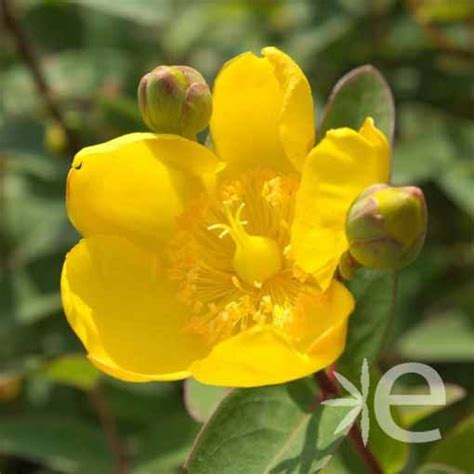 Hypericum Hookerianum Hidcote Ctr 3l