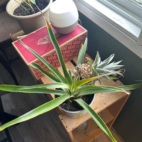 🍍 Most Colorful Varieties Of Pineapple