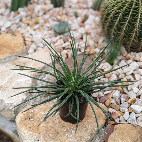 Agave Geminiflora Twin Flowered Agave Hình ảnh Cách Trồng Chăm Sóc