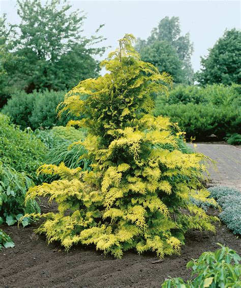 Chamaecyparis Obtusa Crippsii Growth Rate