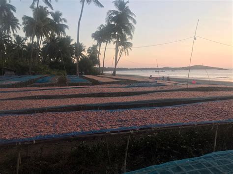 ပန်းချစ်သူ ပန်းချစ်သူ အအေးနှင့်ယိုးဒယားအထောင်းဆိုင်