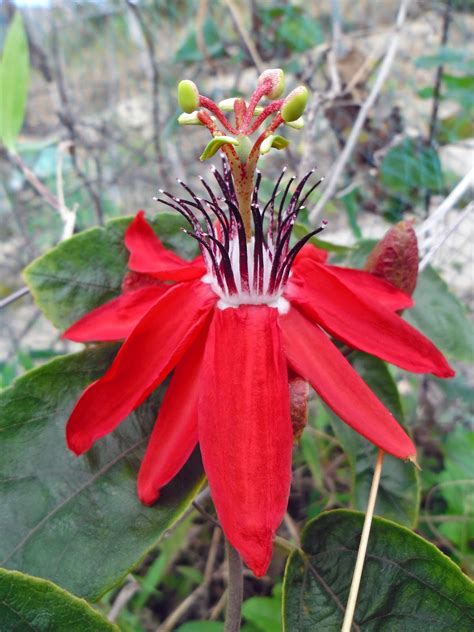 Plant World Passiflora Miniata
