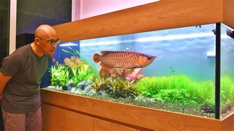 Arowana Tank Setup Pictures