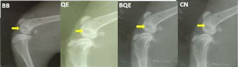 The Rabbit Models Left Distal Femoral Epicondyle Bone Defect After