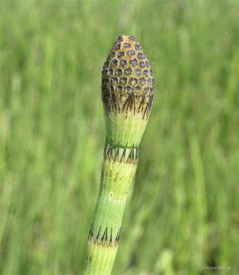 Equisetum Fluviatile Изображение особи Плантариум