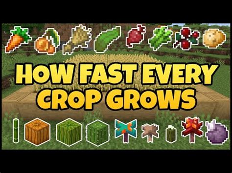 How Many Stages Do Wheat Have Minecraft