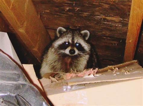 How To Remove Raccoons From Attic Raccoon Removal