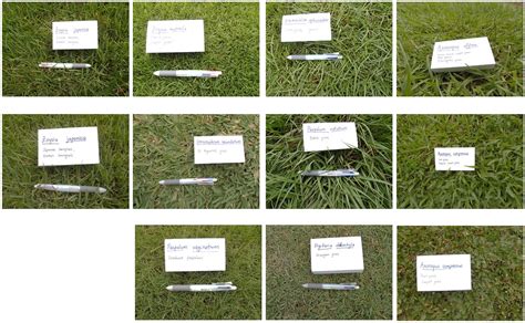 What Is Axonopus Compressus