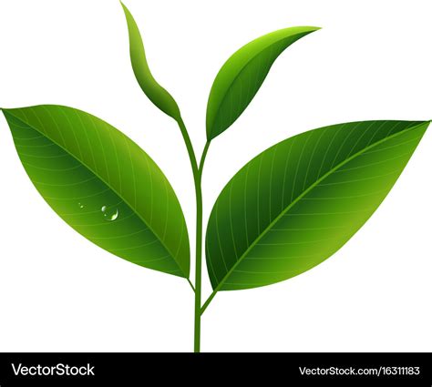 Green Tea Leaves Royalty Free Vector Image Vectorstock