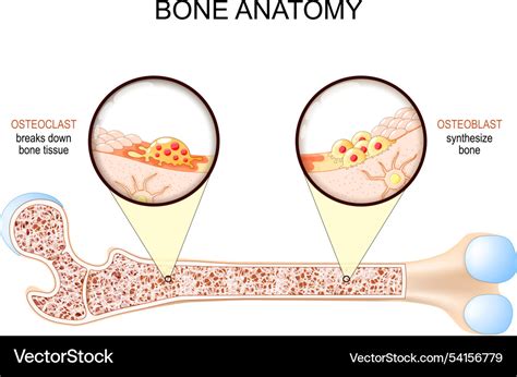 Bone Cell Anatomy Osteoclast And Osteoblast Vector Image