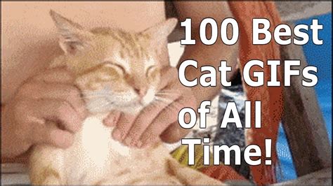 100 Best Cat S Of All Time Youtube