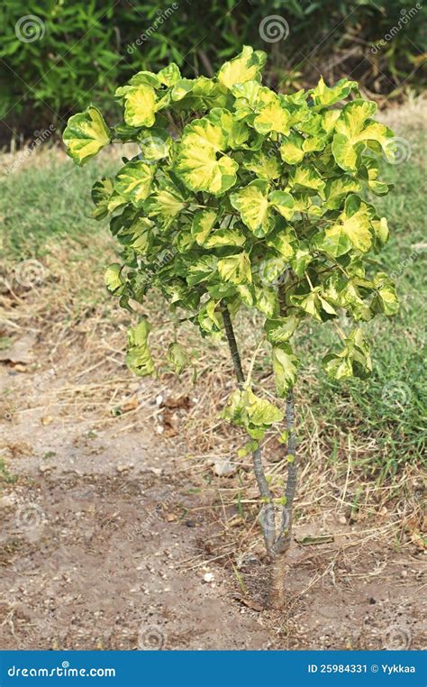 Polyscias Stock Image Image Of Cuba Cayo Plant Fruit 25984331