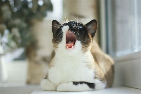 How To Tell If Your Cats Gums Are Healthy