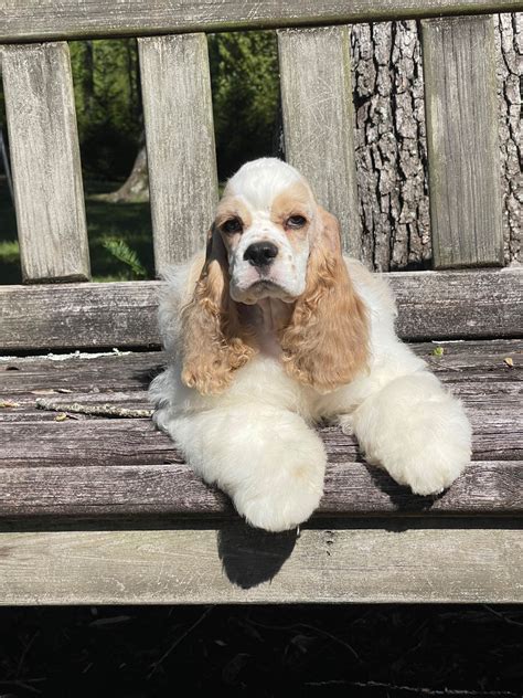 Cocker Spaniel Puppies For Sale Akc Puppyfinder