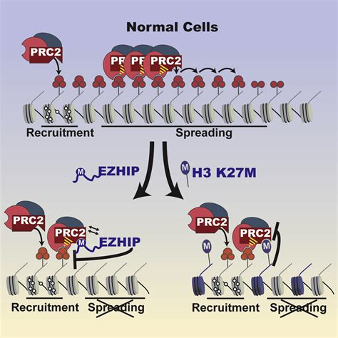 H3 K27m And Ezhip Impede H3k27 Methylation Spreading By Inhibiting