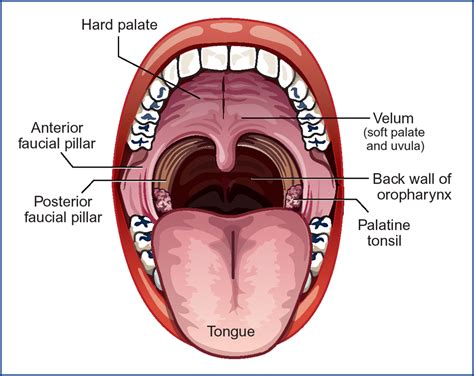 Velum Palatinum Elements Of Morphology Human Malformation Terminology