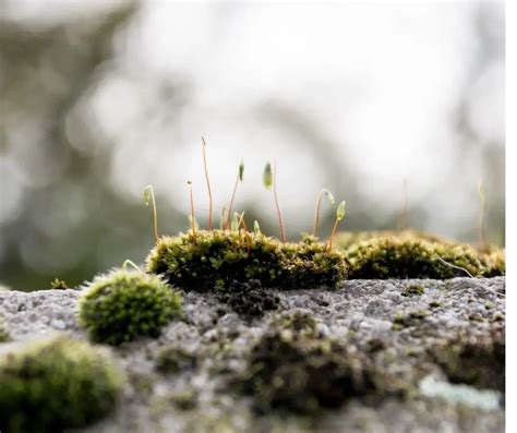 How To Grow Java Moss Our Aquariums How To Grow Java Moss Our Aquariums