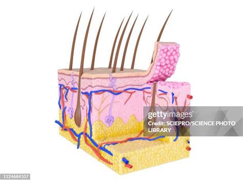 Cross Functional Diagram Photos And Premium High Res Pictures Getty Images