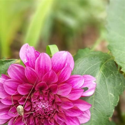 Josée Anne Mallette Université De Montréal Montréal Udem Faculty