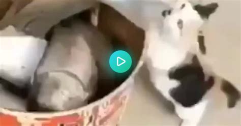 Slappa Da Kitty Album On Imgur