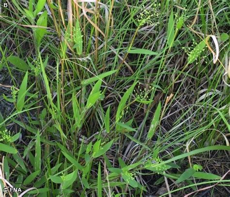Scribners Panicgrass Fontenelle Forest Nature Search Fontenelle