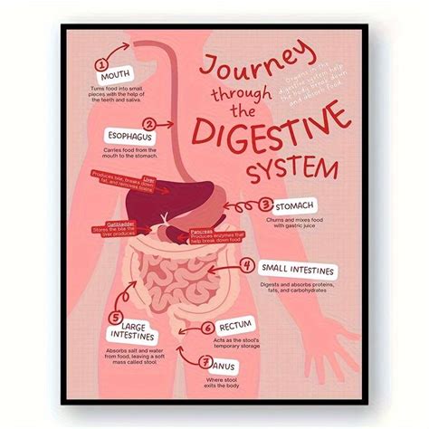 Nullpink Human Anatomy Poster Digestive System Educational Charts
