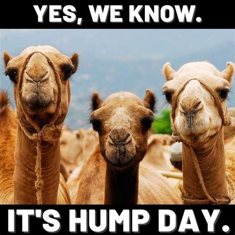 Funny Happy Hump Day Quotes At Terry Prater Blog