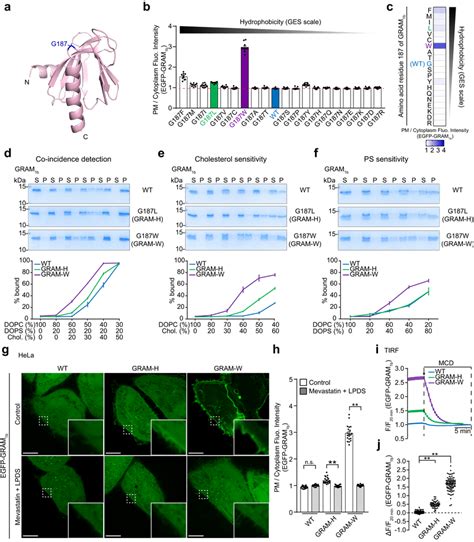 Visualization Of Accessible Cholesterol By A Gram W Biosensor A The