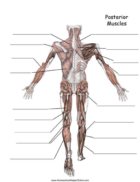 Label The Anterior And Posterior Muscles Human Anatomy Worksheets