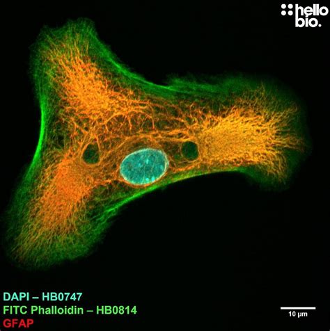 Fitc Phalloidin Green Fluorescent Cytoskeleton Stain Hello Bio
