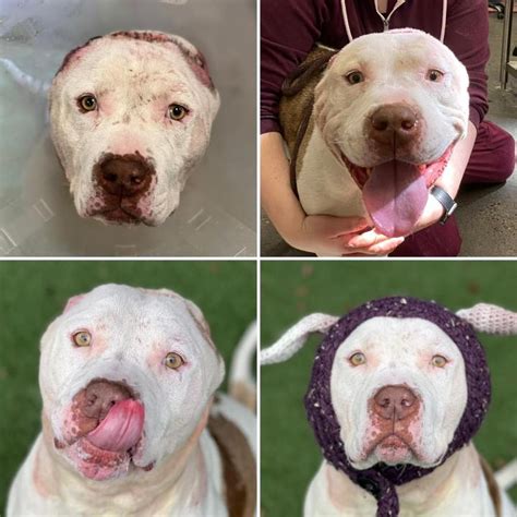 Dog Gets Knitted Ears After Amputation Up For Adoption