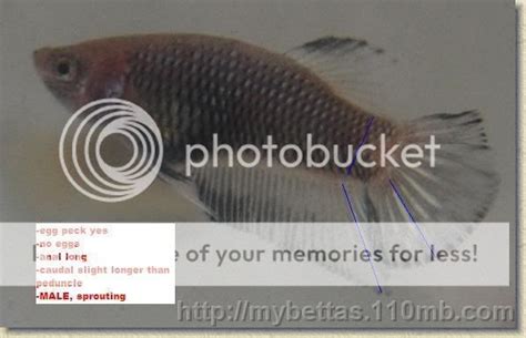 Breedings Mybettas Guess Your Betta Sex