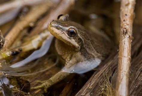 Boreal Chorus Frog 101 Physical Characteristics Habitat Behavior