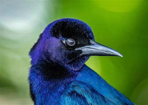 Common Grackle Bird Facts Quiscalus Quiscula A Z Animals