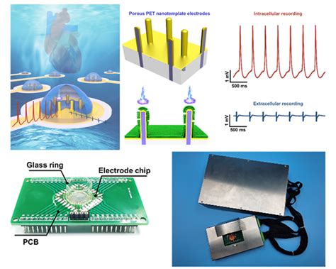 Nano Lett 胡宁课题组 胞内动作电位记录的纳米模板电极传感系统 X Mol资讯