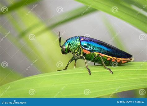 Image Of Green Legged Metallic Beetle Sternocera Aequisignata Or Jewel