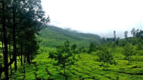 Tall Trees Resort A Weekend Escapade In Munnar