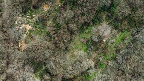 Im Not An Enormous Advocate Of The Planting Of Trees Says Sebastian Cox