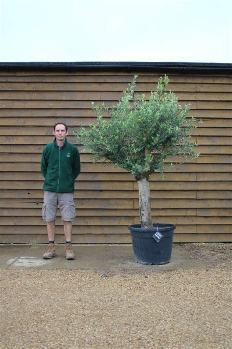 Compact Multi Stem Olive Tree No 534