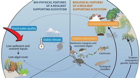 This Diagram Shows How A Resilient System Should Be Where All Scales