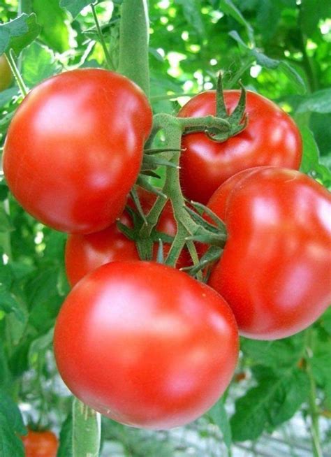 Tomates Crescendo Na Videira