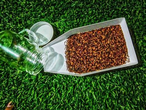 Roiboos Tea Leaf At ₹ 1900kg In Siliguri Id 2853471092162