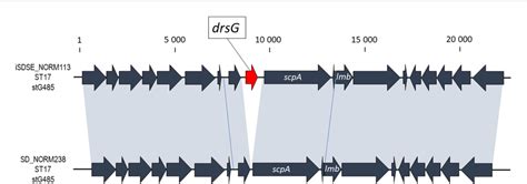 [pdf] Genomic Epidemiology Of Streptococcus Dysgalactiae Subsp Equisimilis Strains Causing