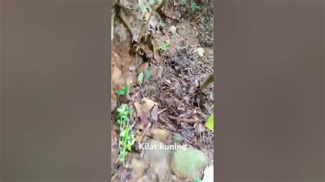 Si Jenger Biru Youtube